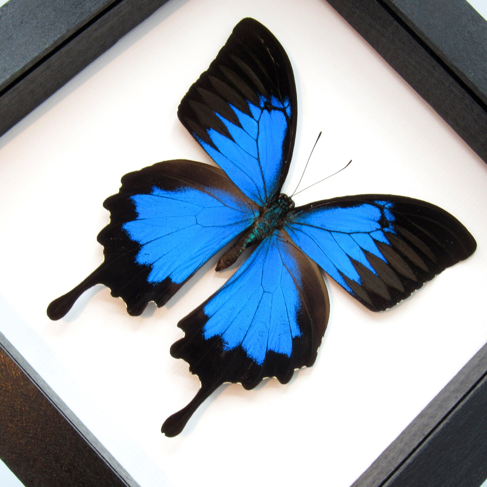 Real Blue Ulysses Swallowtail Butterfly Framed Taxidermy - Etsy
