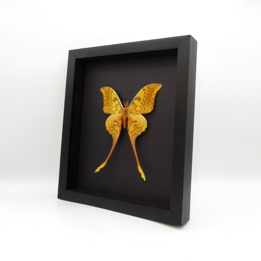 Rare Giant Moon Moth Framed Taxidermy Actias Groenendaeli Etsy rare-giant-moon-moth-framed-taxidermy-actias-groenendaeli-etsy