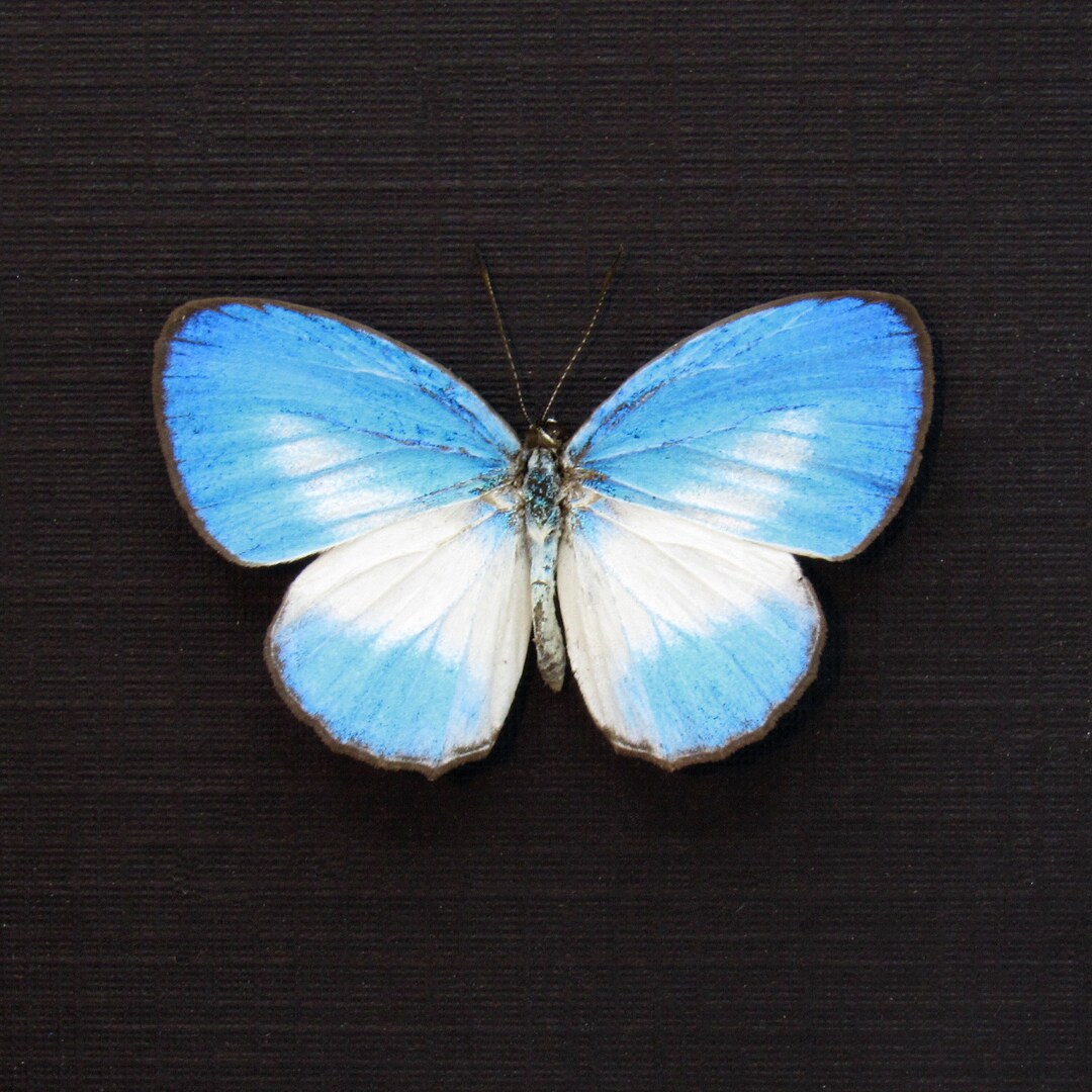 Real Tiny Blue Butterfly Framed Taxidermy - Jamides Euchylas ...