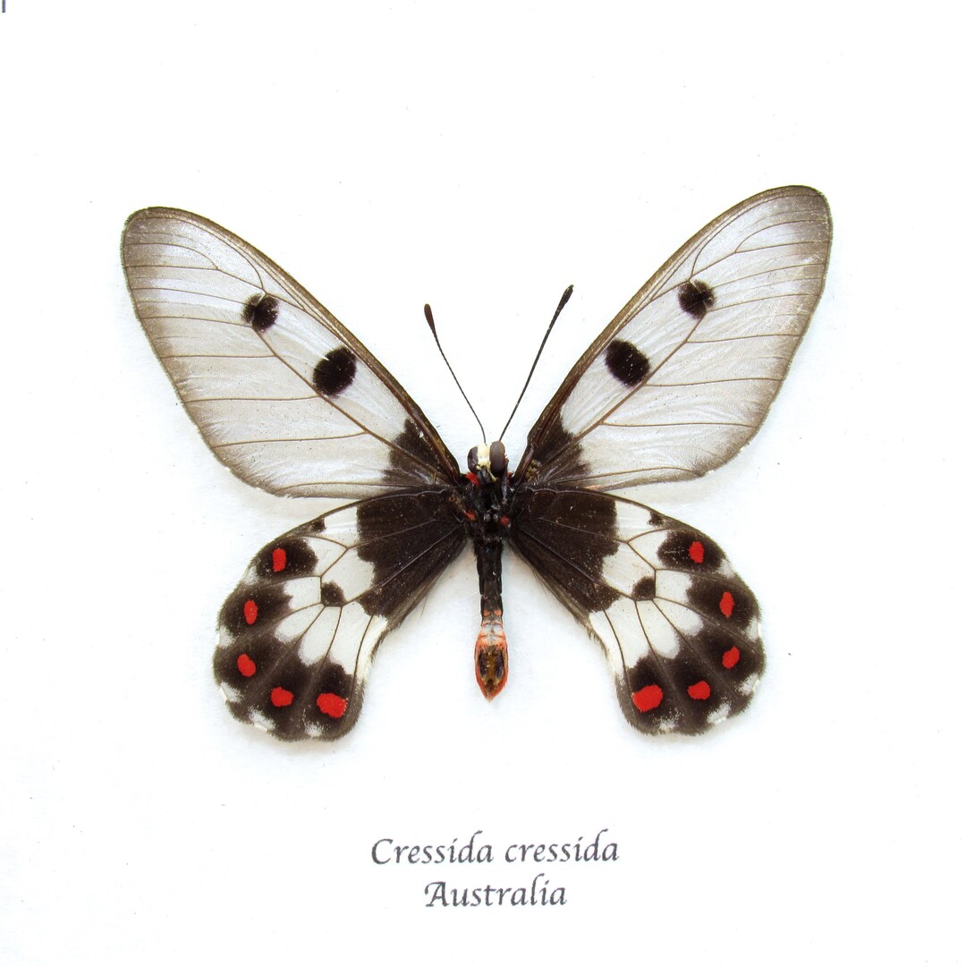 Real Australian Clearwing Swallowtail Butterfly Framed Taxidermy ...