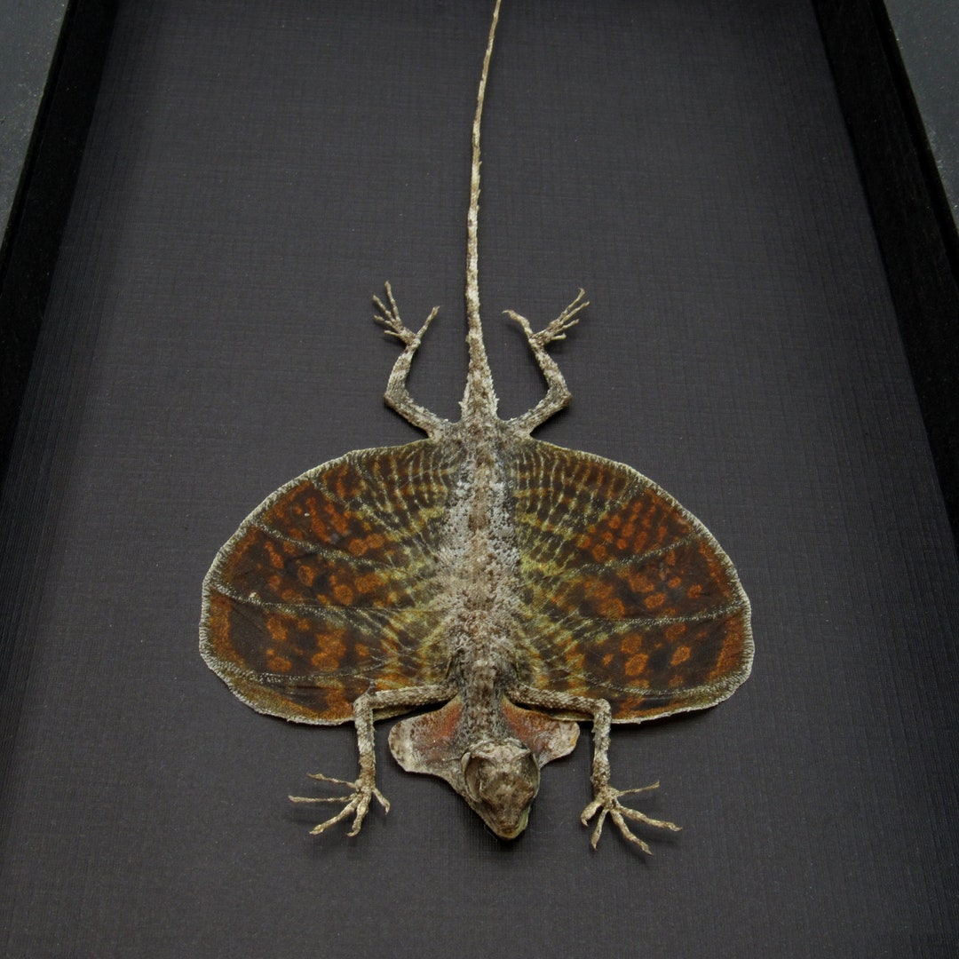 Real Red Bearded Flying Dragon Lizard Framed Taxidermy - Draco ...