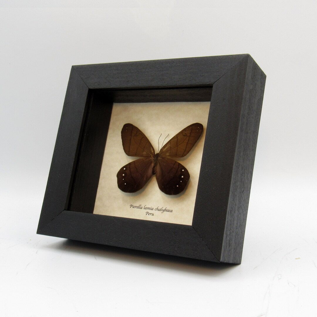 Real Satyr Butterfly Framed Taxidermy Pierella Lamia Chalybaea - Etsy
