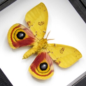 Real Yellow Io Moth Framed Taxidermy - Automeris Io - Etsy