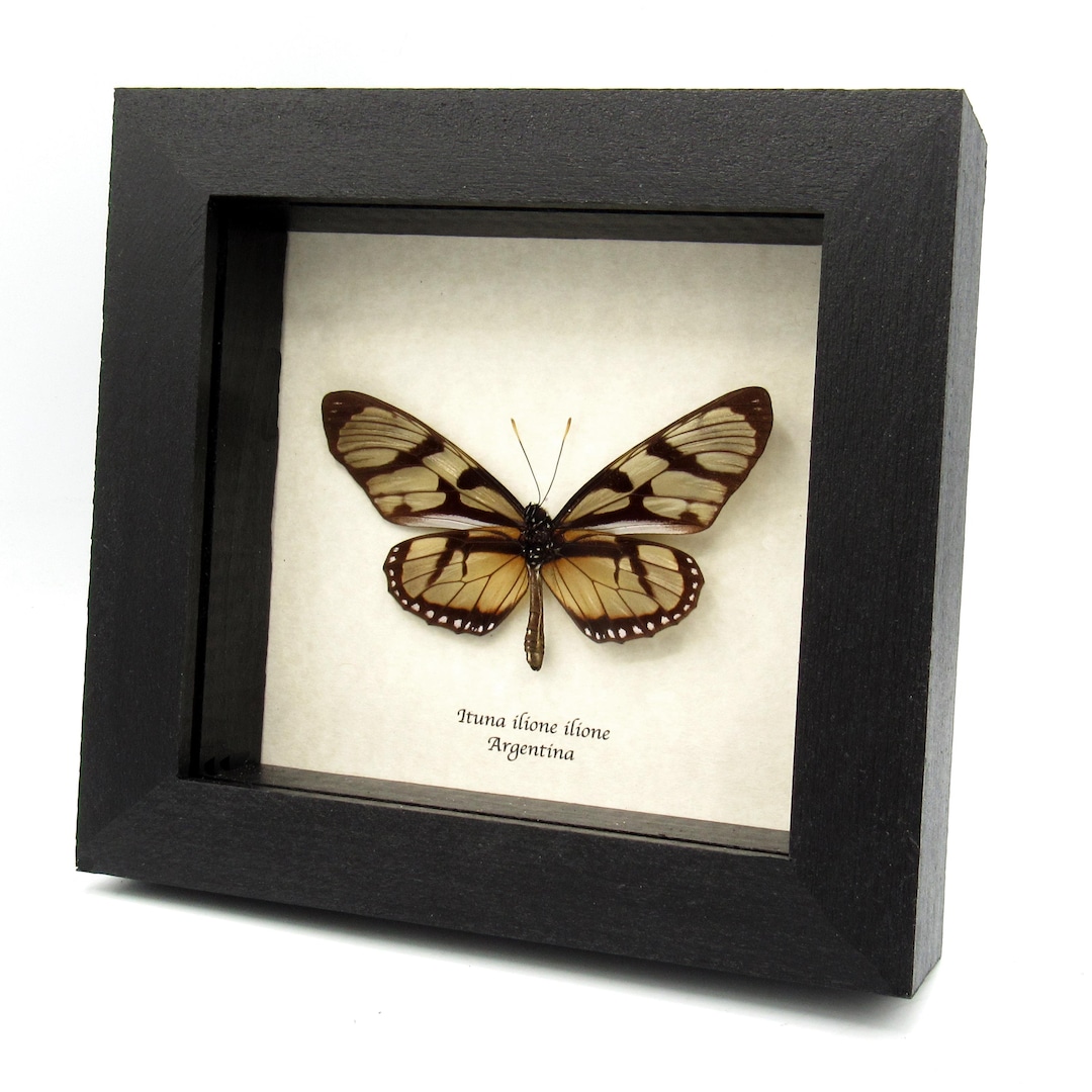 Real Clearwing-mimic Queen Butterfly Framed Specimen - Ituna Ilione ...