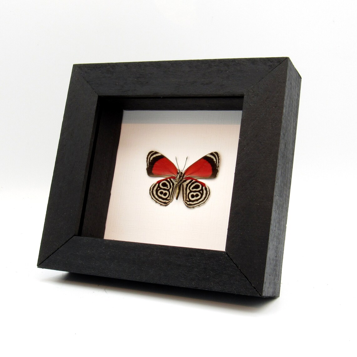 Real Eluina Eighty-eight Butterfly Framed Taxidermy - Etsy