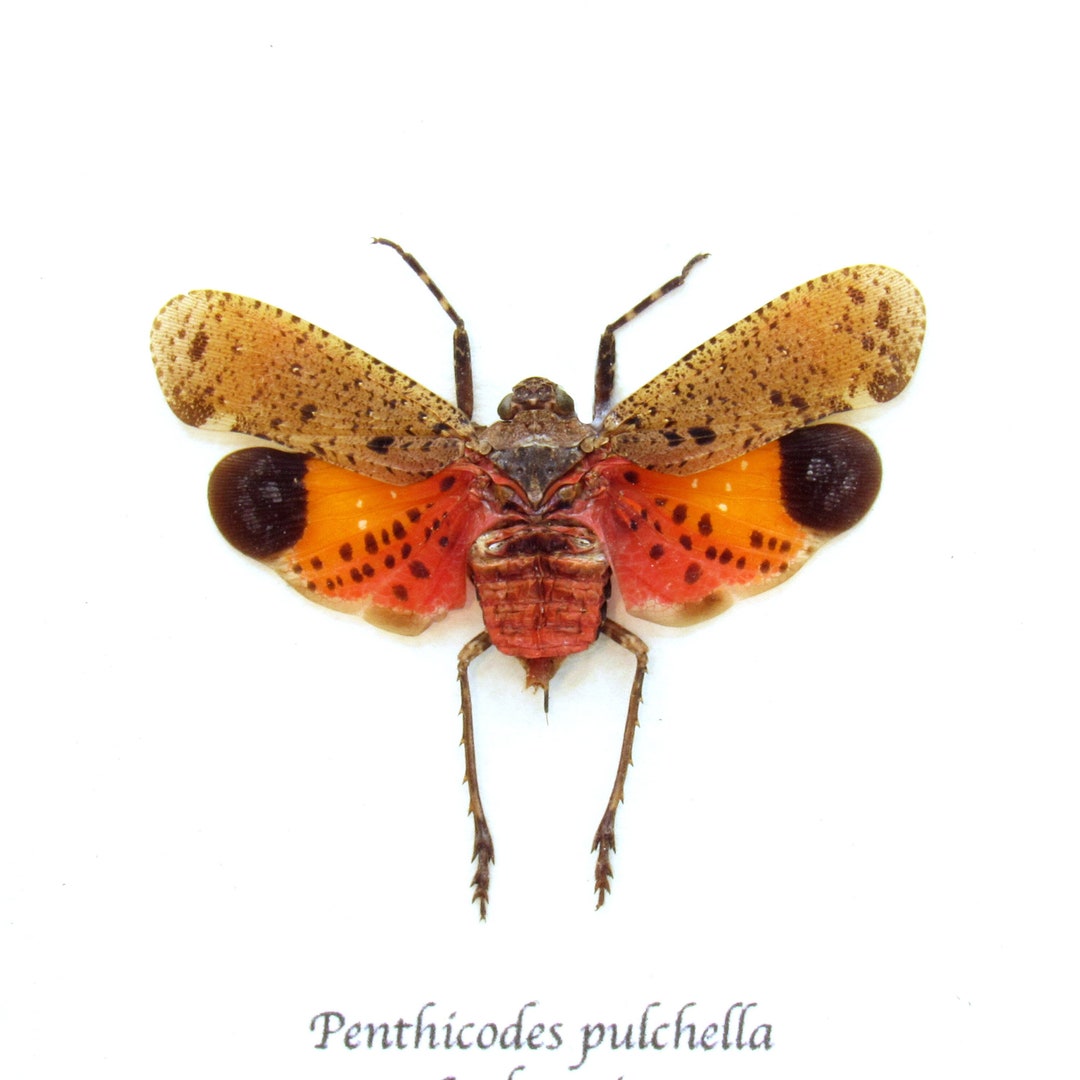 Real Orange Lanternfly Framed Taxidermy - Penthicodes Pulchella - Etsy