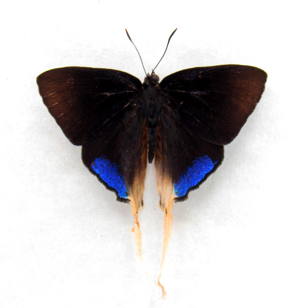 Rare Long Tailed Blue Butterfly Framed Specimen - Bindahara Phocides - Etsy
