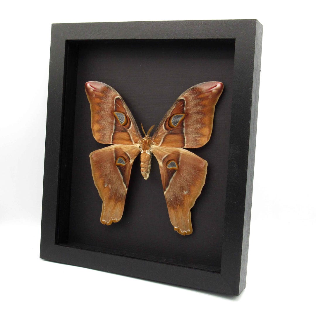 Rare Giant Hercules Atlas Moth Framed Taxidermy - Coscinocera Hercules ...