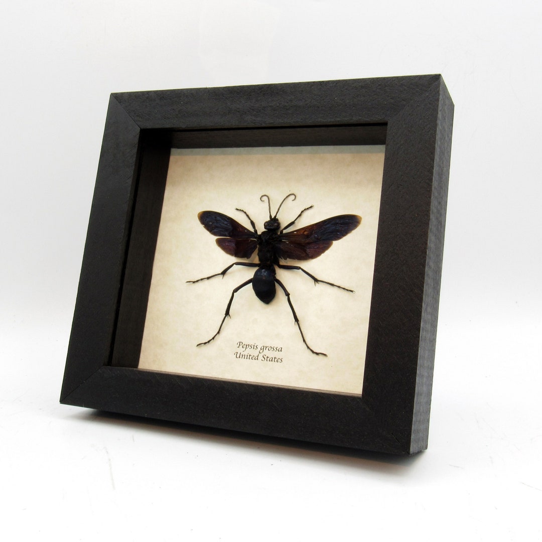 Real XL Tarantula Hawk Wasp Framed Taxidermy - Pepsis Grossa - Female ...