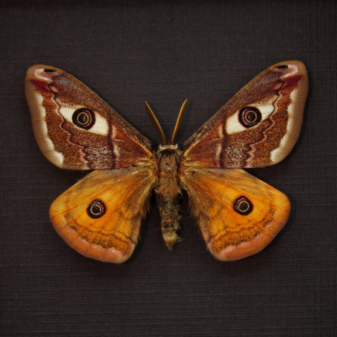 Real Saturn Moth Framed Taxidermy Saturnia Pavonia - Etsy
