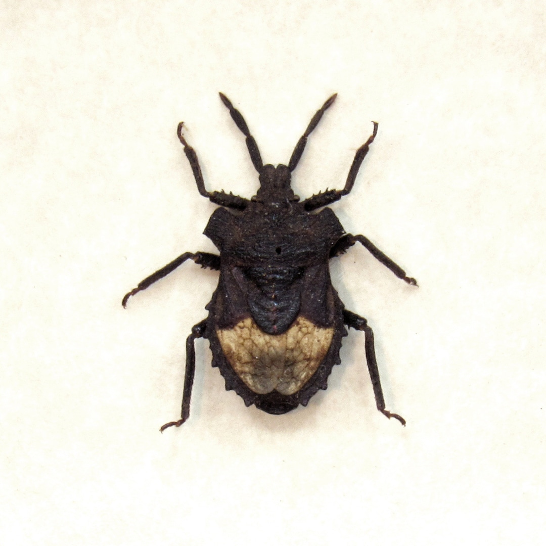 Real Tiny Shield Bug Framed Taxidermy - Heteroptera Species - Etsy