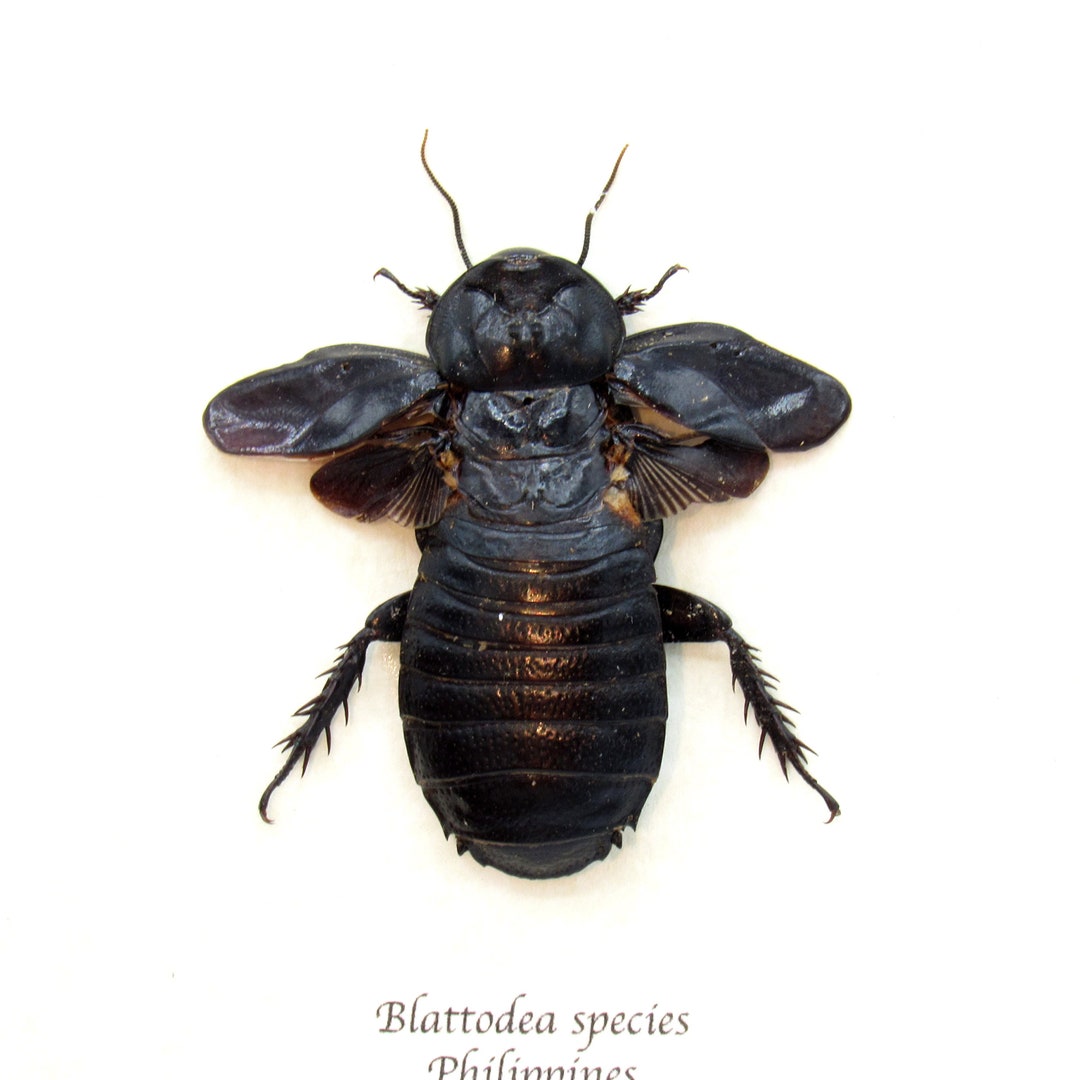 Real Large Cockroach Framed Taxidermy - Blattodea Species - Etsy