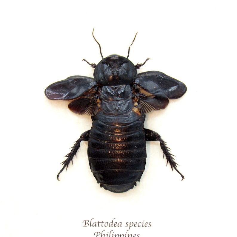 Real Large Cockroach Framed Taxidermy - Blattodea Species - Etsy