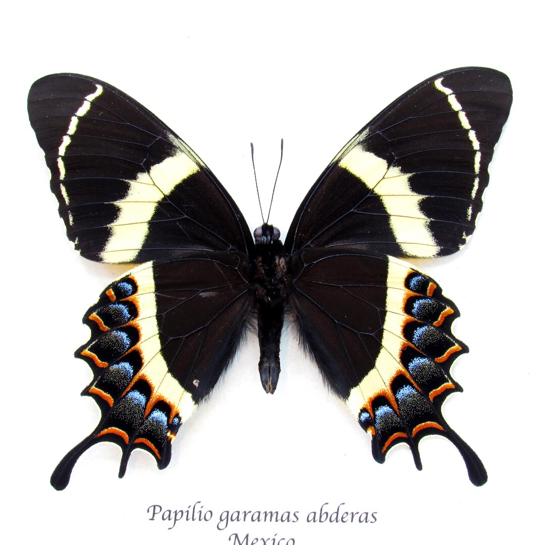 Rare Black Magnificent Swallowtail Butterfly Framed Taxidermy Papilio ...