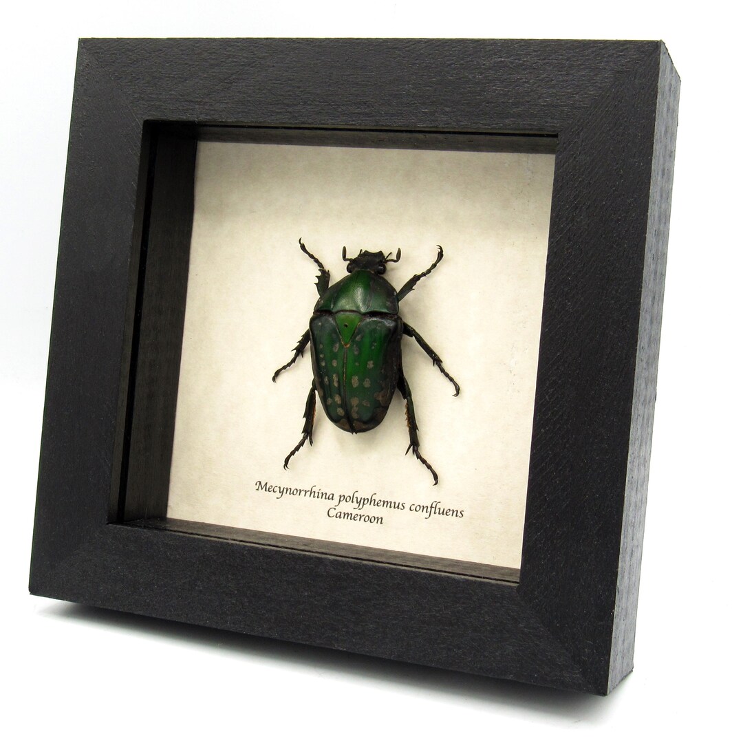 Large Scarab Beetle Framed Taxidermy - Mecynorrhina Polyphemus ...