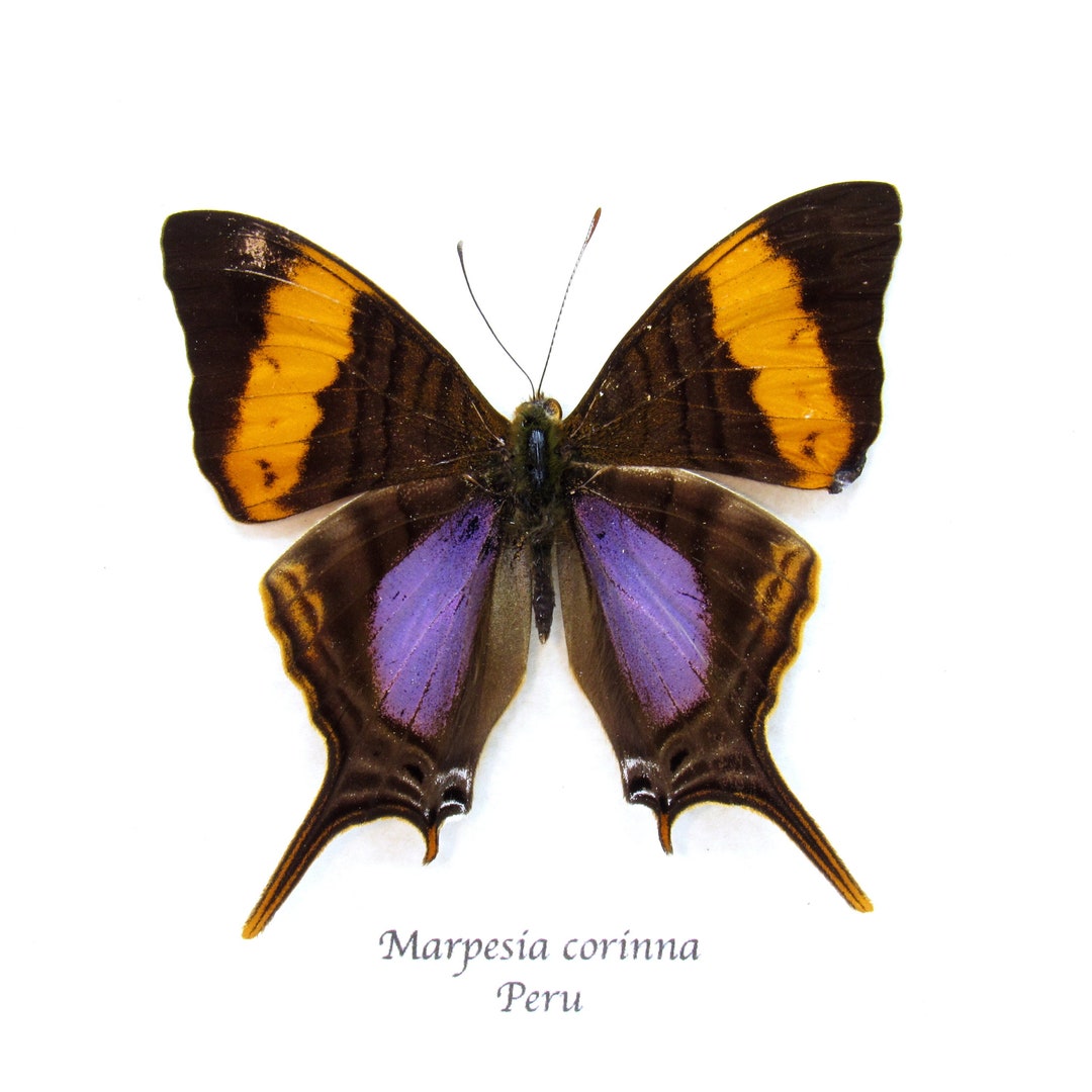 Real Purple Butterfly Framed Taxidermy - Marpesia Corinna - Etsy