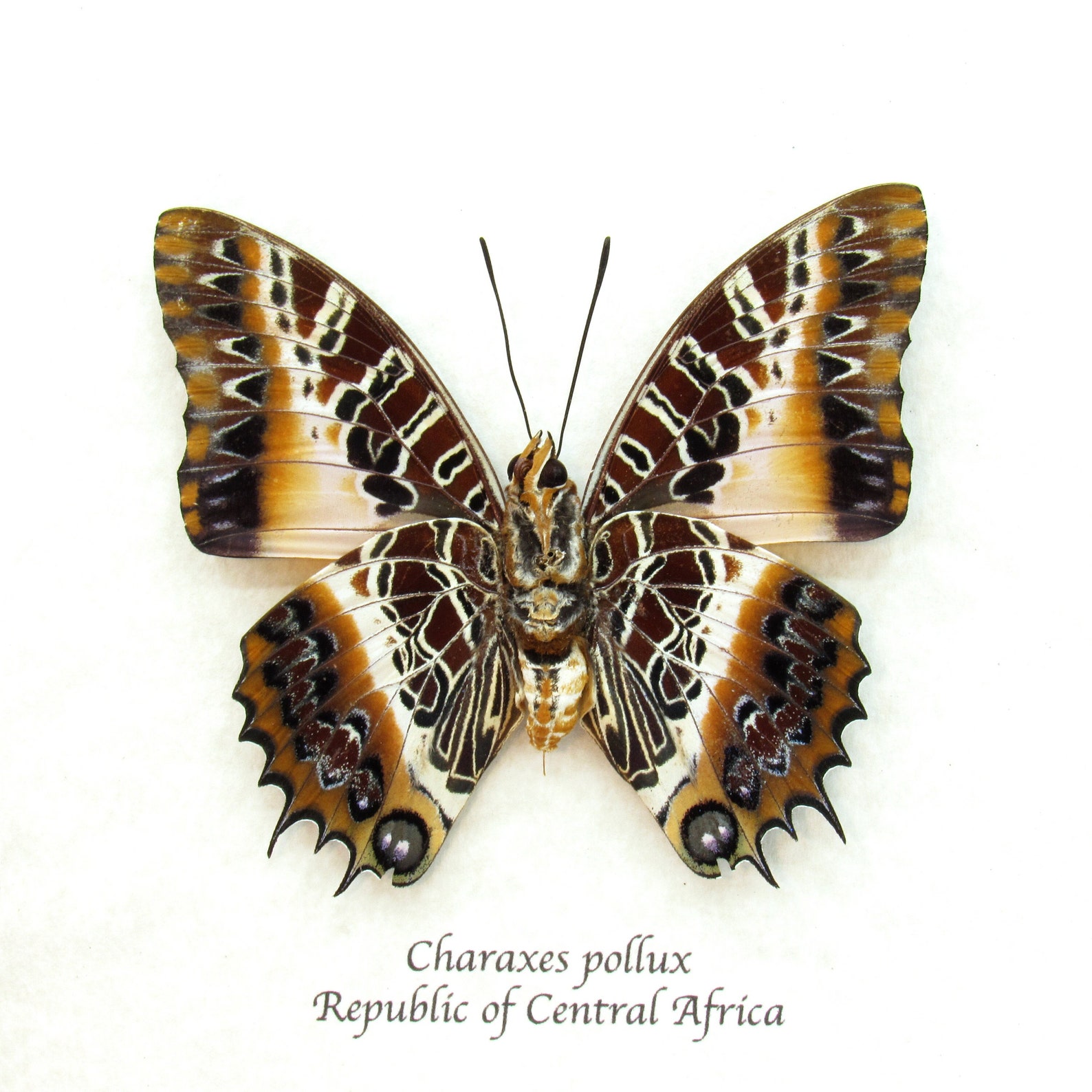 Real Black-bordered Charaxes Butterfly Framed Taxidermy - Charaxes ...