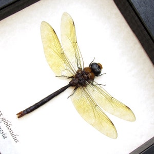 Real Giant Darner Dragonfly Taxidermy Anax Gibbosulus - Etsy