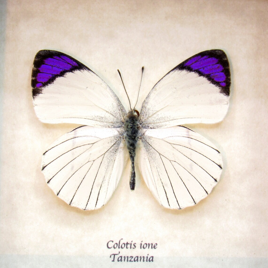 Real Purple Tip Butterfly Framed Taxidermy Colotis Ione - Etsy