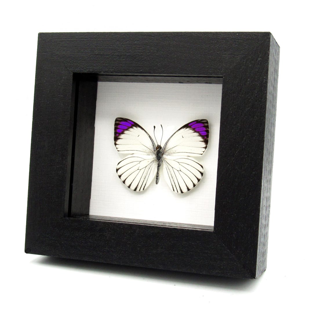 Real Purple Tip Butterfly Framed Taxidermy - Colotis Ione - Etsy