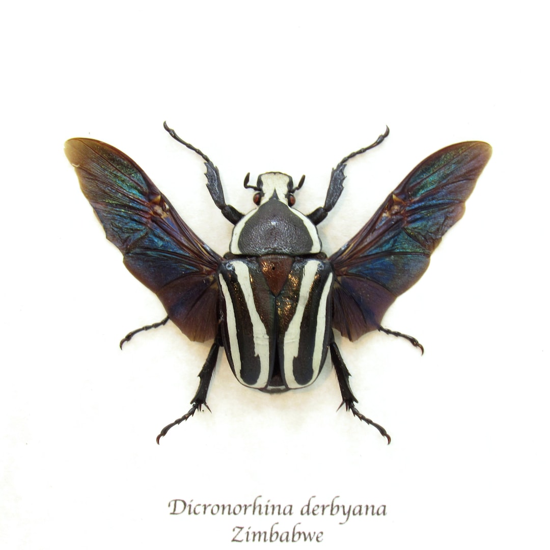 Real Scarab Beetle Framed Taxidermy - Dicronorhina Derbyana - Female ...
