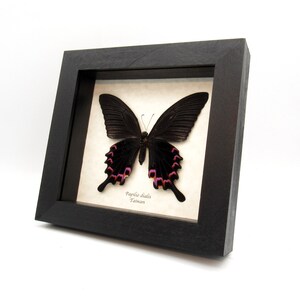 Real Purple Peacock Swallowtail Butterfly Framed Taxidermy - Papilio ...