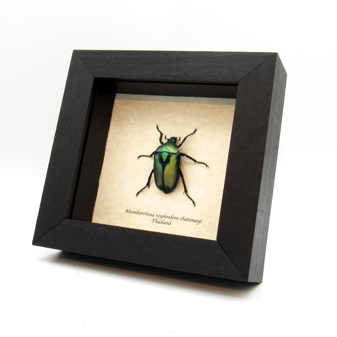 Real Metallic Scarab Beetle Framed Taxidermy Rhomborrhina - Etsy