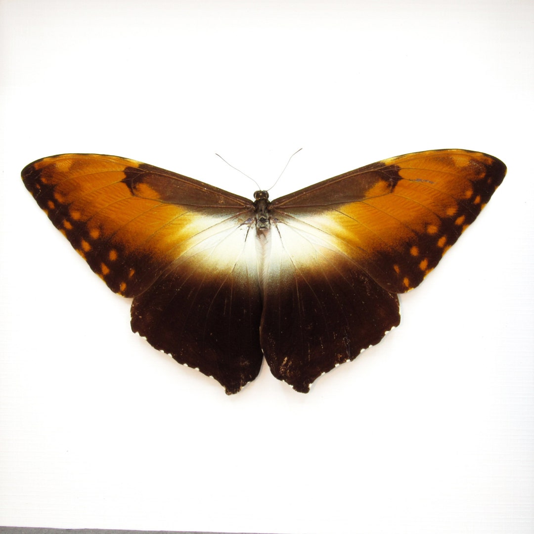 Real Sunset Butterfly Framed Taxidermy Morpho Hecuba - Etsy