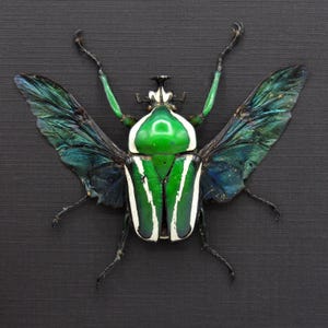 Real Metallic Green Scarab Beetle Framed Taxidermy - Dicronorhina ...
