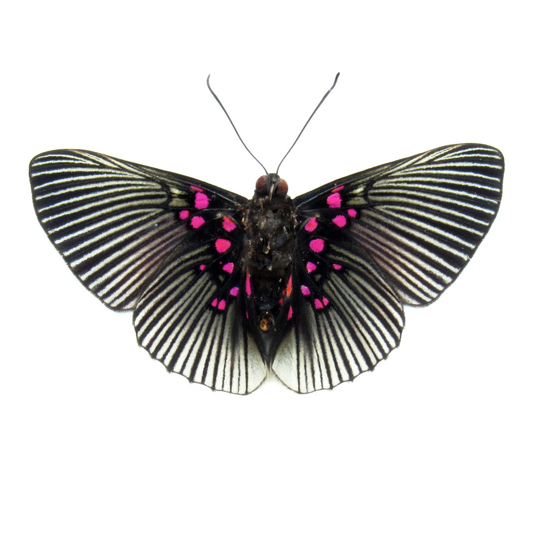 Real Pink Butterfly Framed Taxidermy Lyropteryx Apollonia Victorian ...