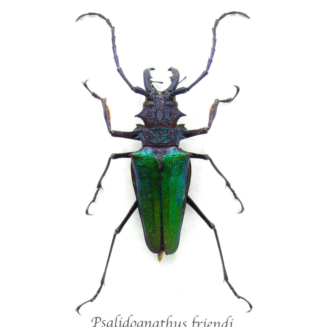 Rare Metallic Green Longhorn Beetle Framed Taxidermy - Psalidognathus ...