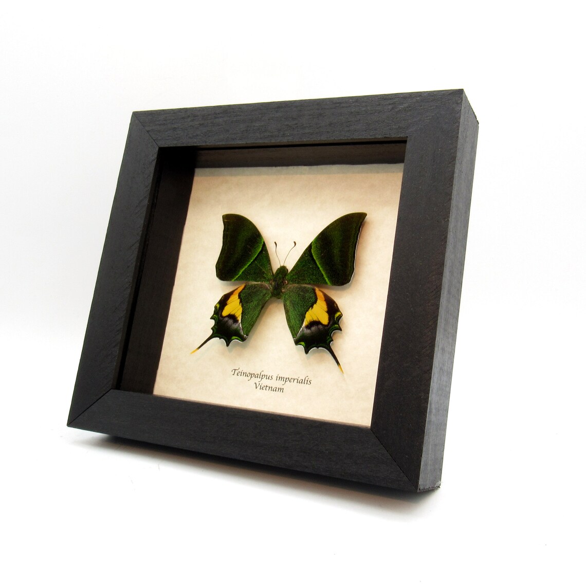 Real Rare Kaiser-i-hind Swallowtail Butterfly Framed Taxidermy - Etsy
