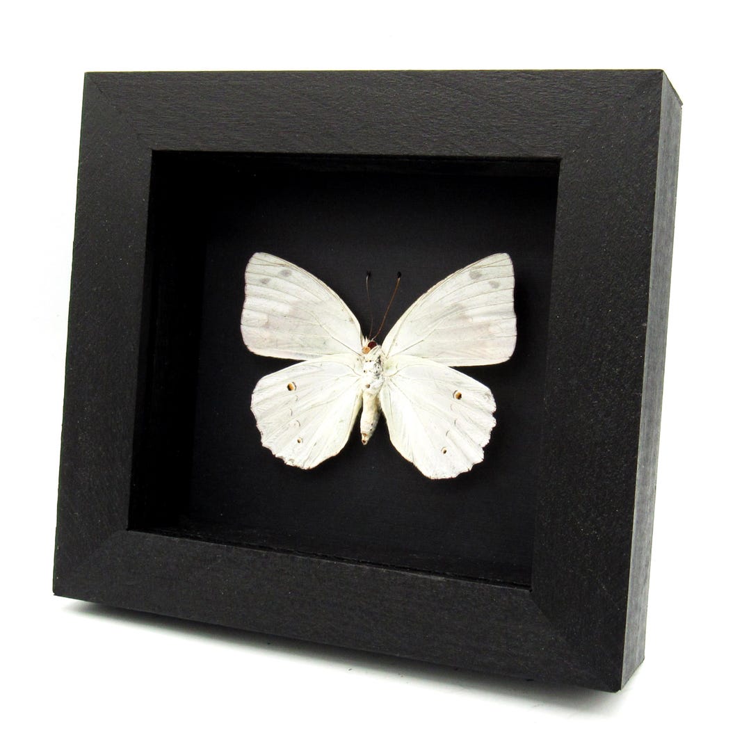 Rare White Butterfly Framed Taxidermy - Helcyra Superba - Etsy
