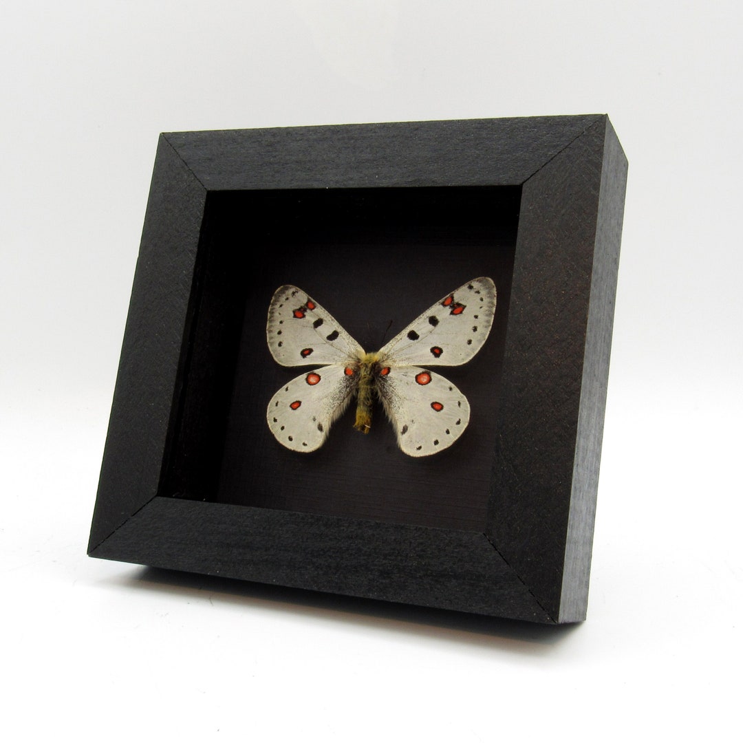 Real High Altitude White Snow Apollo Butterfly Framed Taxidermy ...