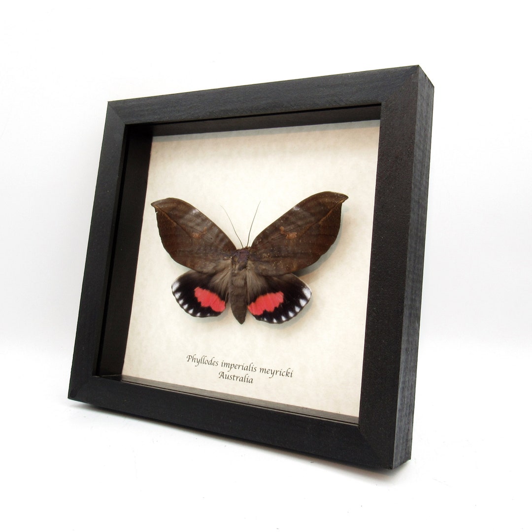 巨大なオーストラリア産の果実を吸う蛾の剥製 Phyllodes imperialis meyricki - Etsy 日本