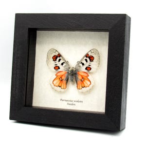 Very Rare Hybrid Snow Apollo Butterfly Framed Taxidermy - Parnassius ...
