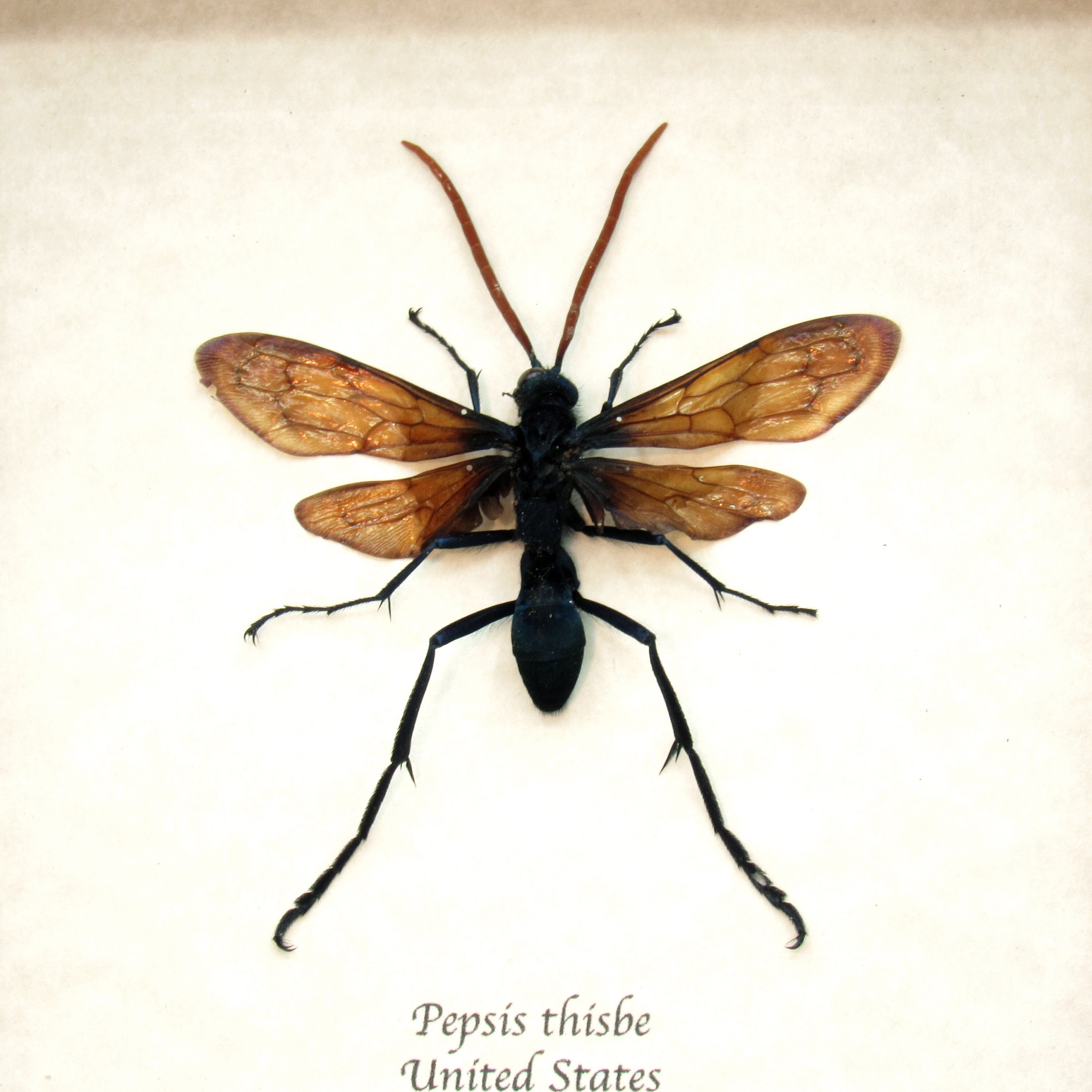 Tarantula Hawk Wasp Nest