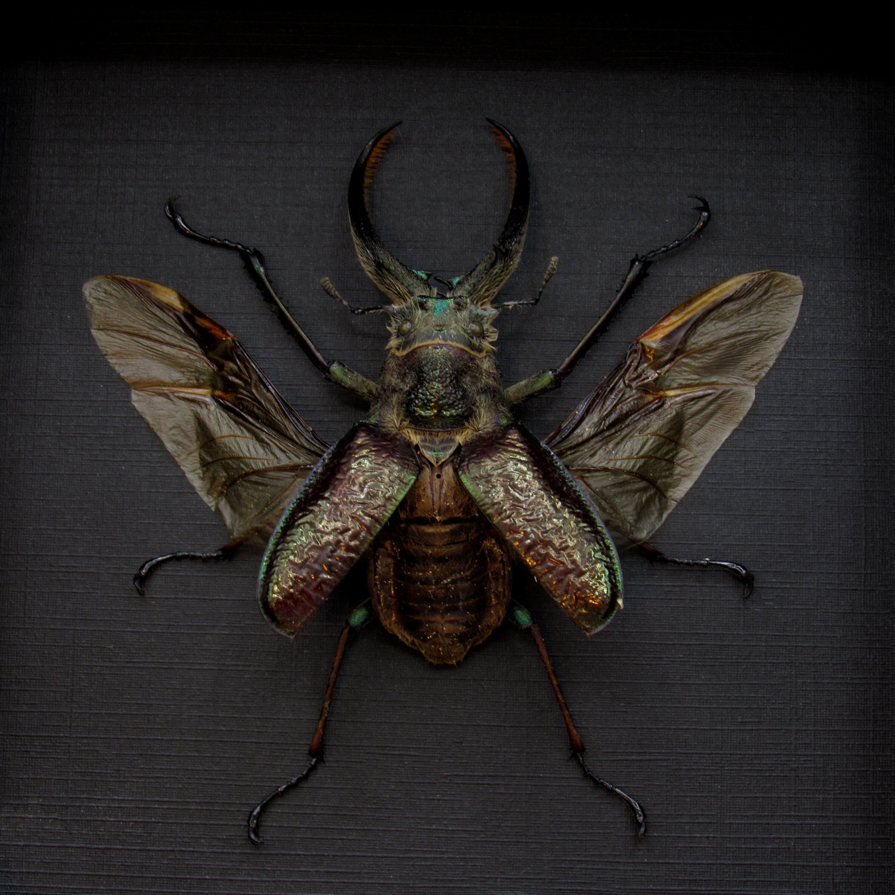 Big Hairy Stag Beetle Framed Taxidermy Sphaenognathus - Etsy