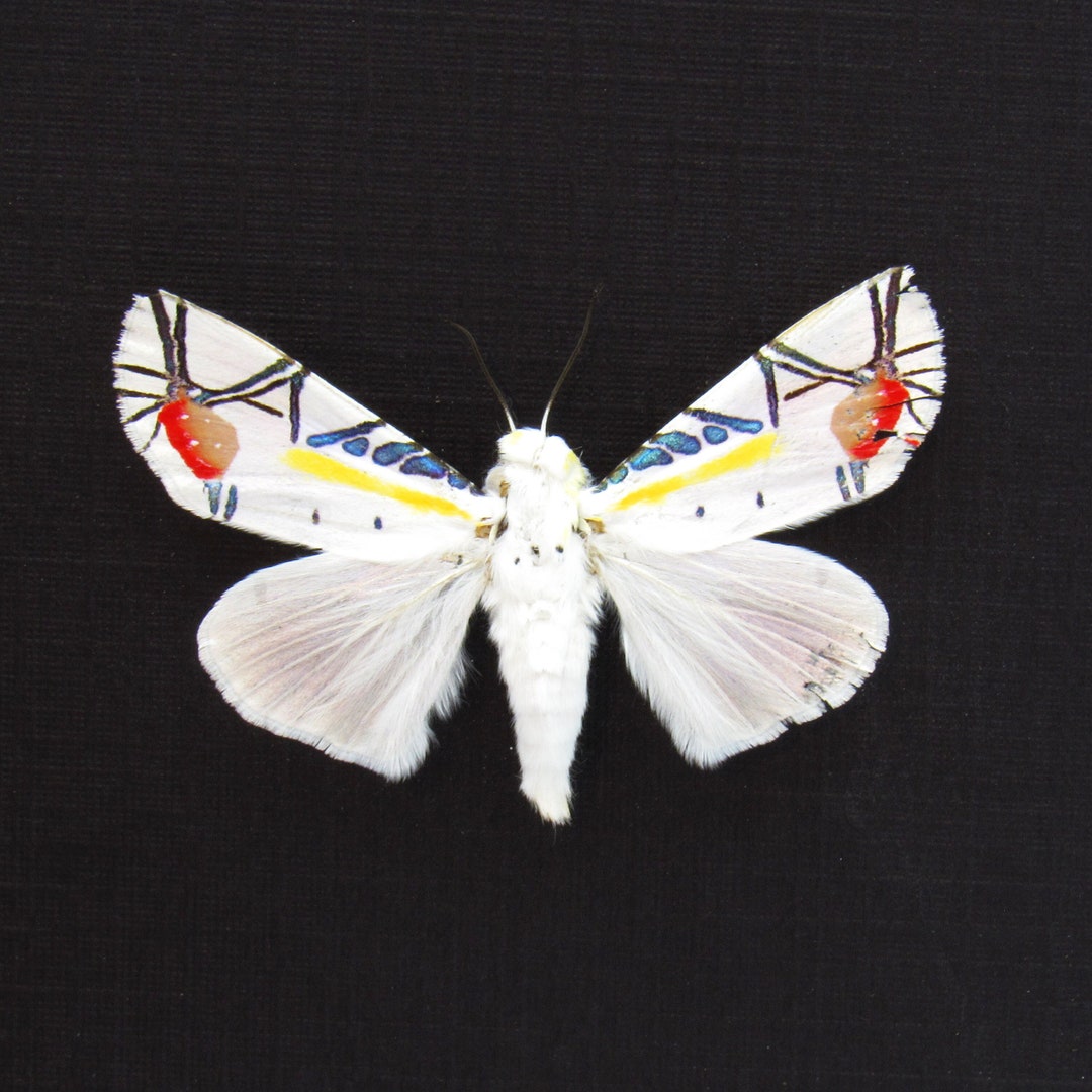 Rare Metallic Picasso Moth Framed Taxidermy Baorisa Hieroglyphica - Etsy