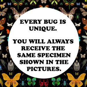 WEEVIL MANIA! Real Metallic Red and Green Christmas Weevil Framed ...