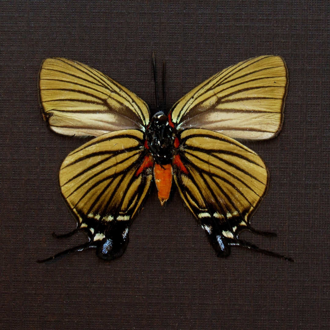 Real Rare Hairstreak Butterfly Framed Taxidermy Atlides Polybe - Etsy