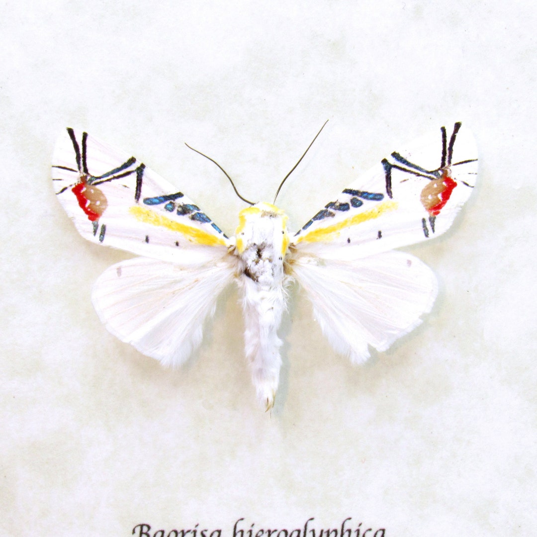 Rare Metallic Picasso Moth Framed Taxidermy Baorisa - Etsy