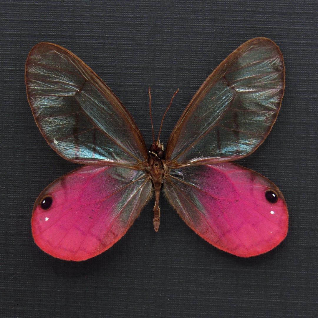 Real Pink Blushing Phantom Butterfly Framed Taxidermy - Cithaerias ...