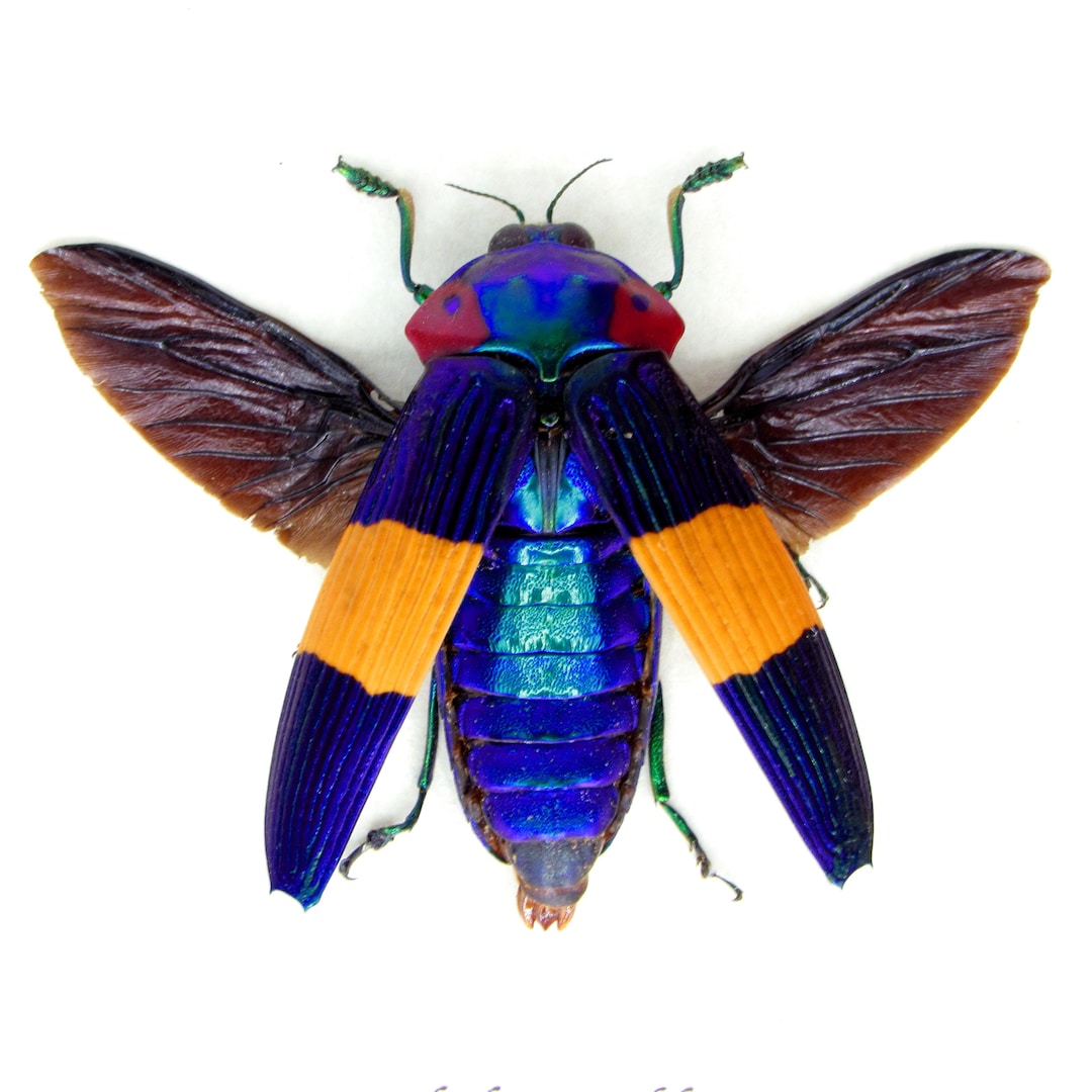 Very Rare Purple Jewel Beetle Framed Specimen - Calodema Ribbei - Etsy