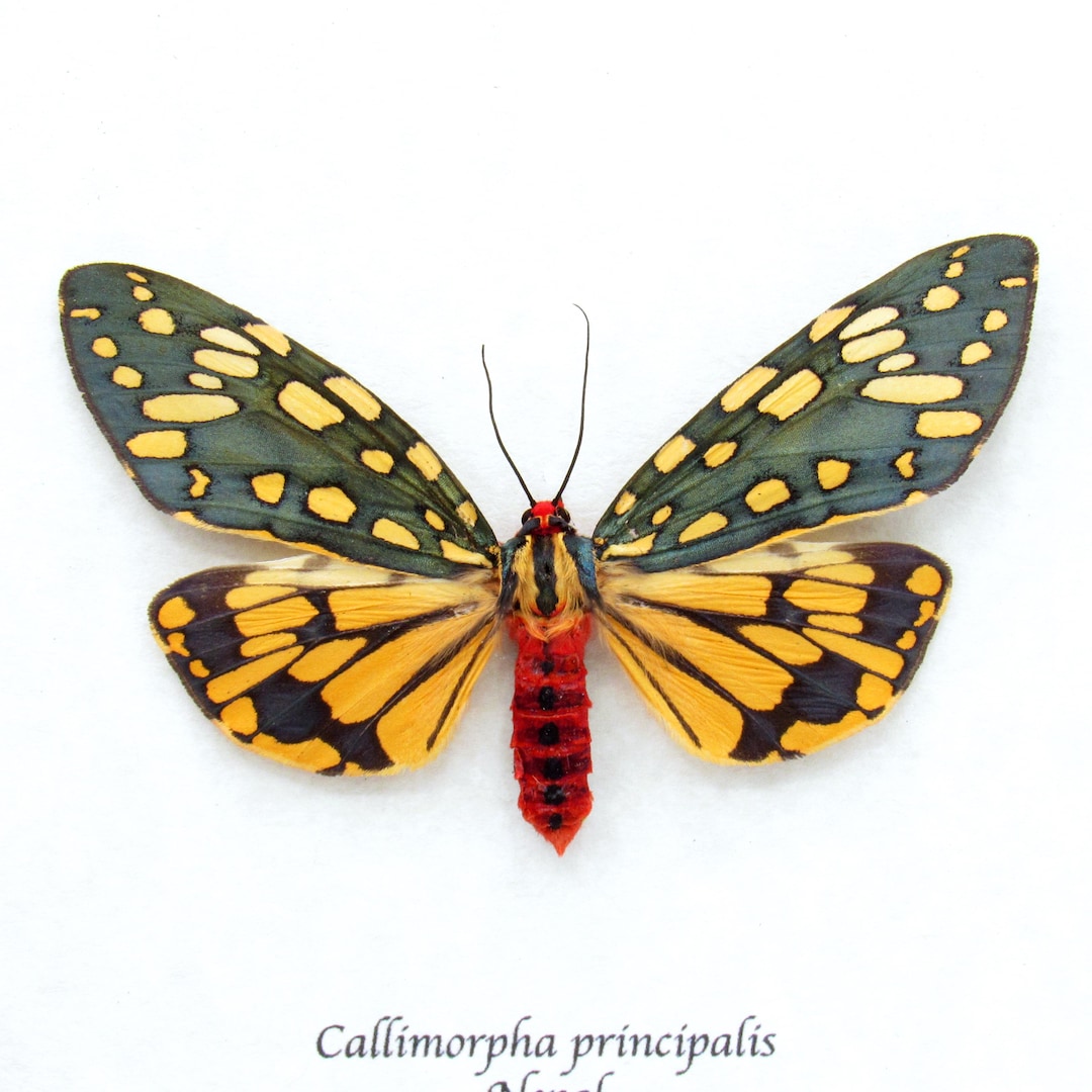 Stunning Real Metallic Moth Framed Taxidermy - Callimorpha Principalis ...
