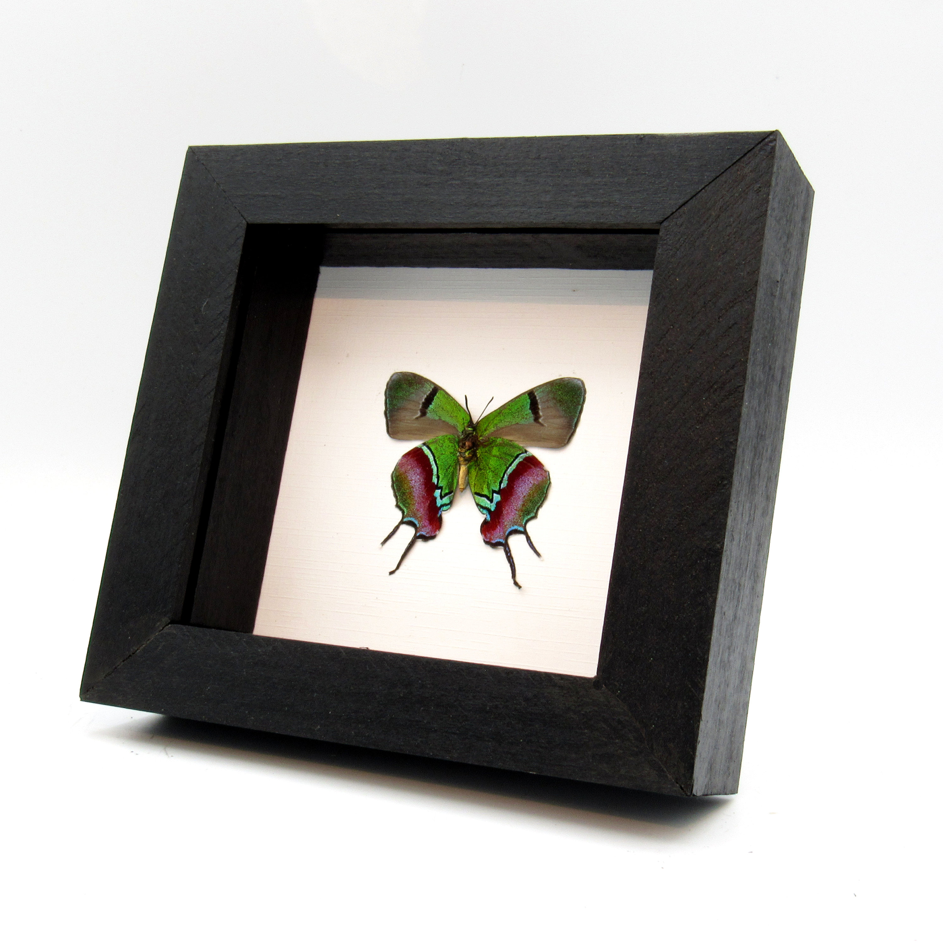 Real Metallic Green Butterfly Framed Taxidermy Evenus | Etsy