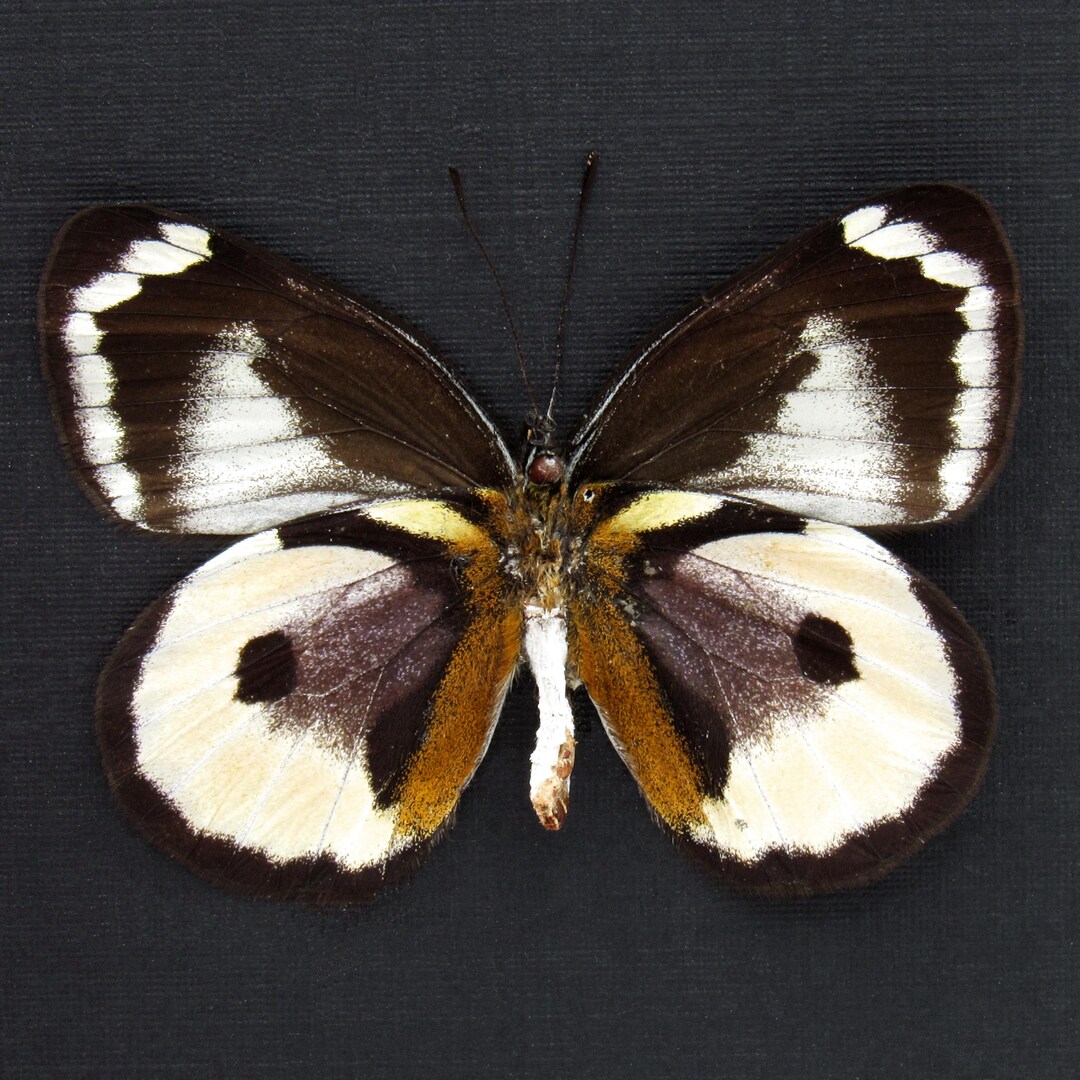 Very Rare Real Purple Delias Butterfly Framed Taxidermy - Delias ...