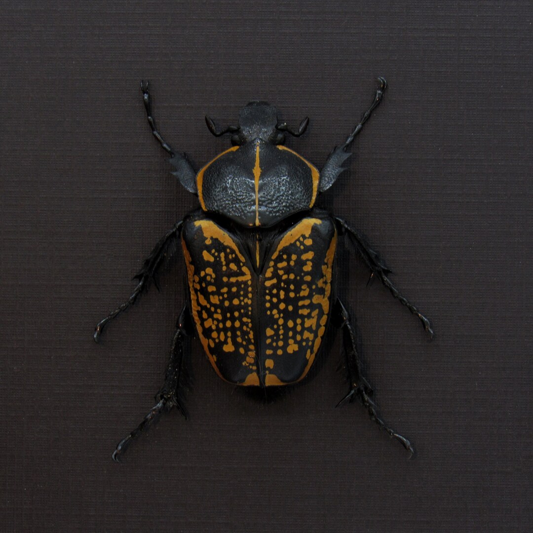 Large Black and Gold Scarab Beetle Framed Taxidermy - Fornasinius ...