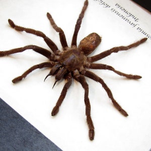 Real Java Yellow Kneed Tarantula Spider Framed Taxidermy Selenocosmia ...