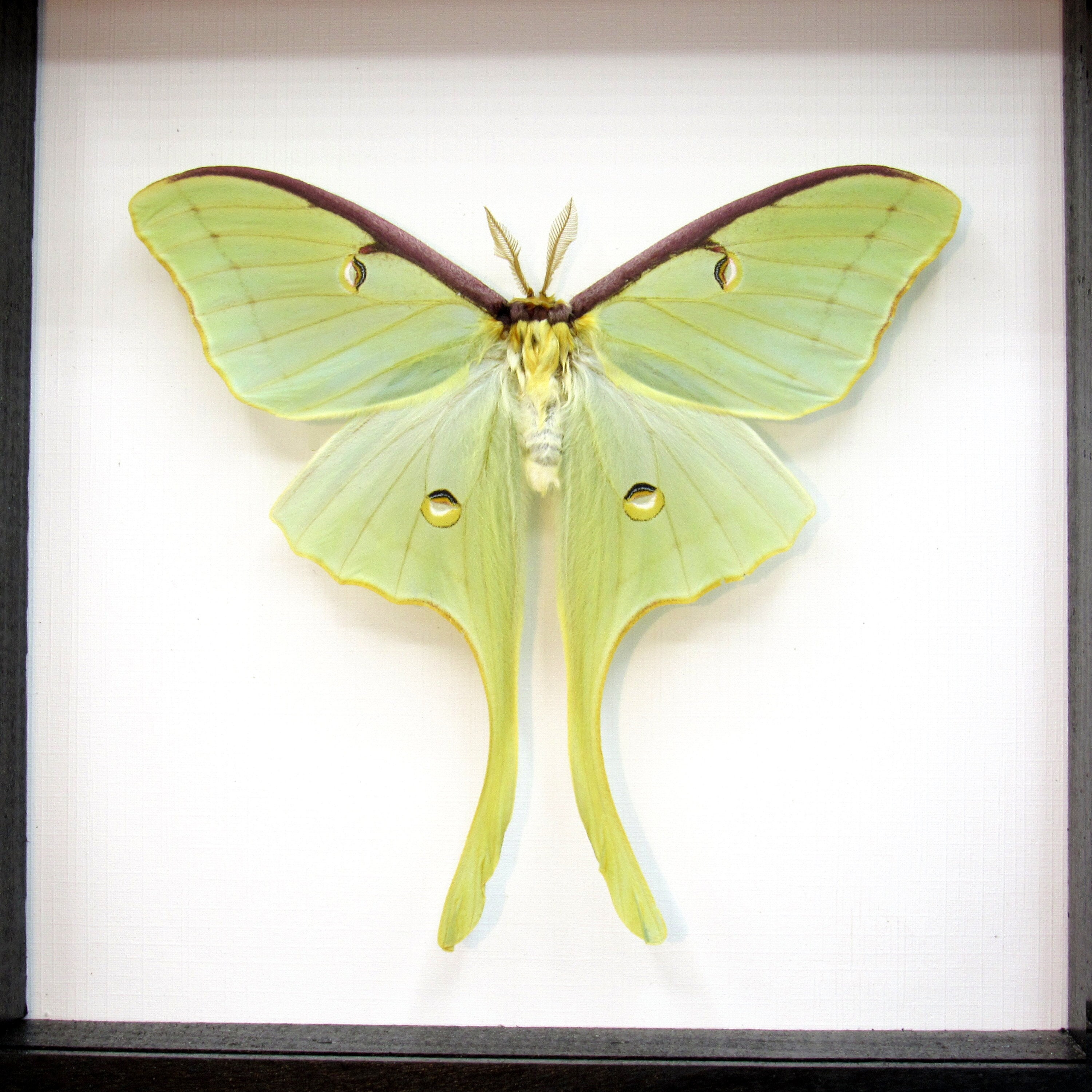 Home & Living Lunar Moth Painting Luna Moth Print of Insect Taxidermy ...